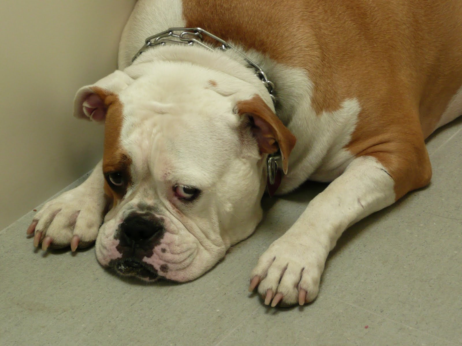 Pictures_of_Sad_Animals_11 – Fantastic Viewpoint