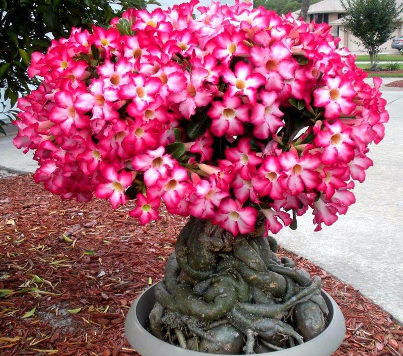 These 15 Gardens With Desert Roses are So Beautiful